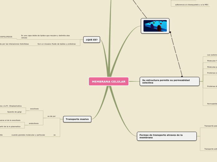 MEMBRANA CELULAR - Mind Map